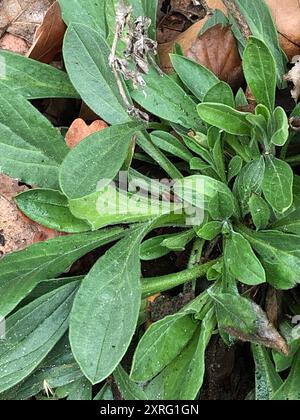 plantain family (Plantaginaceae) Plantae Stock Photo - Alamy