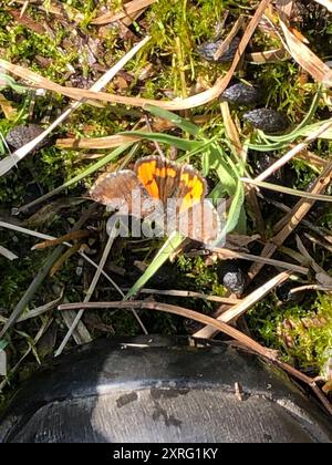 Light Orange Underwing (Boudinotiana notha Stock Photo - Alamy