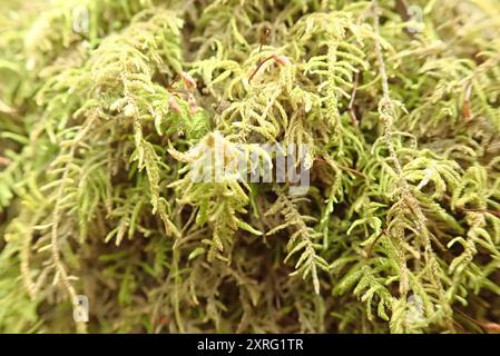 claopodium mosses (Claopodium) Plantae Stock Photo - Alamy