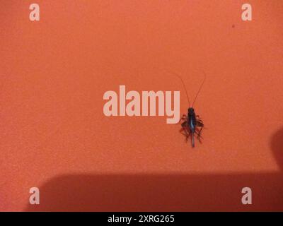 Trigs, Sword-tailed Crickets, and Ground Crickets (Trigonidiidae ...