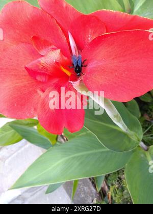 (Bombus morio) Insecta Stock Photo - Alamy