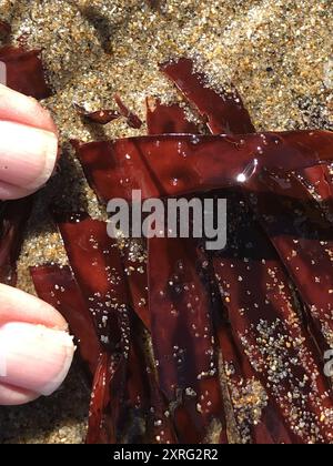 Bleach Weed (Prionitis sternbergii) Plantae Stock Photo - Alamy