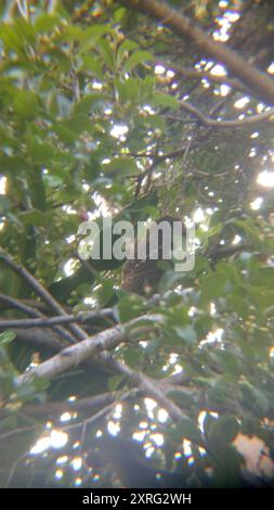 Southern Boobook (Ninox boobook) Aves Stock Photo - Alamy