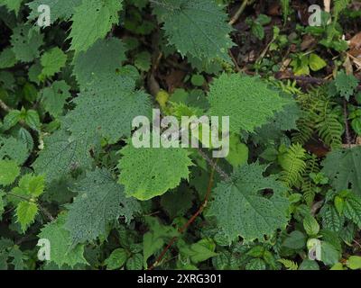 Japanese Nettle (Urtica thunbergiana) Plantae Stock Photo - Alamy
