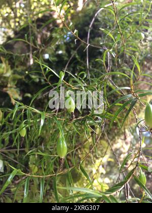 Winika (Dendrobium cunninghamii) Plantae Stock Photo - Alamy