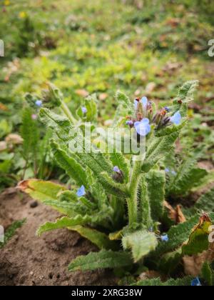 small bugloss (Anchusa arvensis) Plantae Stock Photo - Alamy