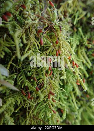crispleaf roughmoss (Claopodium crispifolium) Plantae Stock Photo - Alamy
