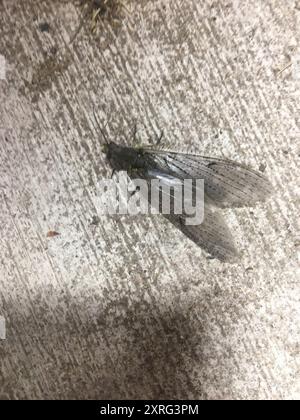 Spring Fishfly (Chauliodes rastricornis) Insecta Stock Photo - Alamy