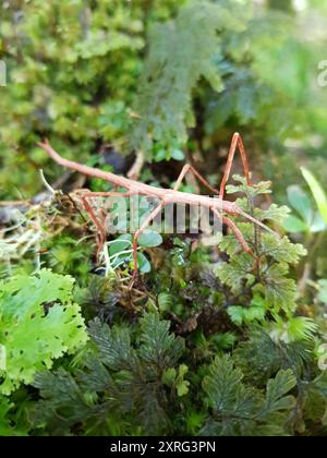 Smooth Stick Insect (Clitarchus hookeri) Insecta Stock Photo - Alamy