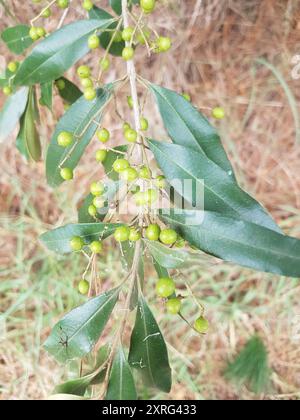 African olive (Olea europaea cuspidata) Plantae Stock Photo - Alamy