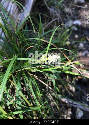 cedar sedge (Carex planostachys) Plantae Stock Photo - Alamy