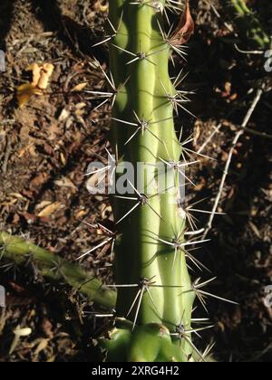 Midnight-Lady (Harrisia pomanensis) Plantae Stock Photo - Alamy