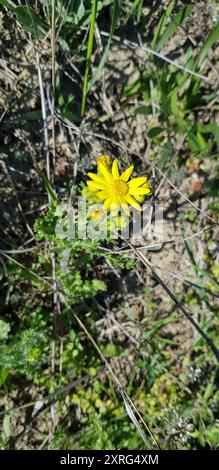 Eastern Groundsel (Senecio vernalis) Plantae Stock Photo - Alamy