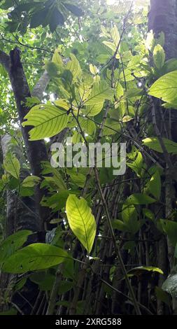 (Trichanthera gigantea) Plantae Stock Photo - Alamy