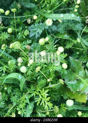 Common Cotula (Cotula australis) Plantae Stock Photo - Alamy