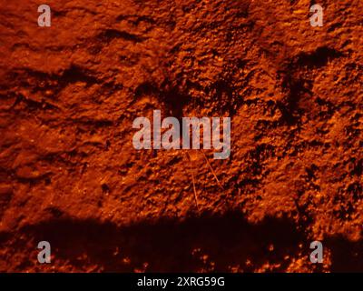 Mammoth Cave Cricket (Hadenoecus subterraneus) Insecta Stock Photo - Alamy