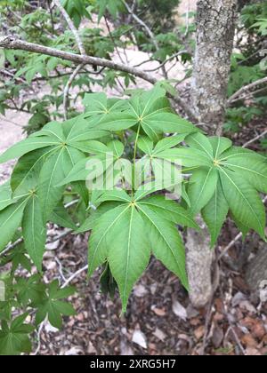 Texas Buckeye (Aesculus glabra arguta) Plantae Stock Photo - Alamy