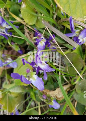 Russian Violet (Viola suavis) Plantae Stock Photo - Alamy