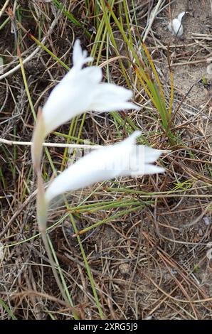 White Afrikaner (Gladiolus vaginatus) Plantae Stock Photo - Alamy