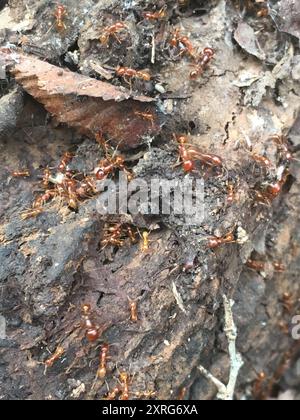 (Labidus coecus) Insecta Stock Photo - Alamy