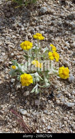 Wallace's woollydaisy (Eriophyllum wallacei) Plantae Stock Photo - Alamy