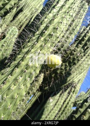 Toothpick Cactus (Stetsonia coryne) Plantae Stock Photo - Alamy