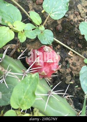 Midnight-Lady (Harrisia pomanensis) Plantae Stock Photo - Alamy