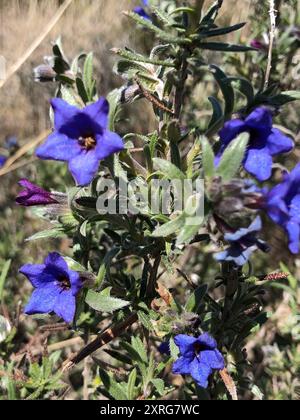 creeping gromwell (Glandora prostrata) Plantae Stock Photo - Alamy
