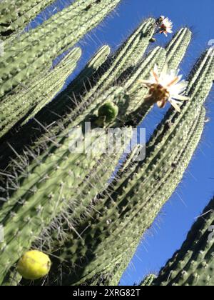 Toothpick Cactus (Stetsonia coryne) Plantae Stock Photo - Alamy