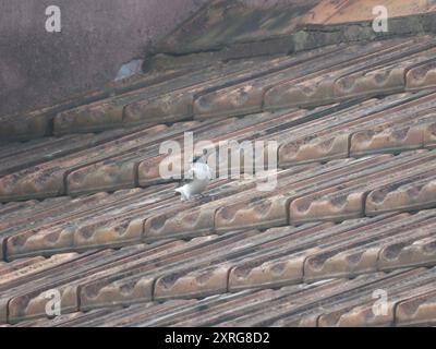 White-rumped Swallow (Tachycineta leucorrhoa) Aves Stock Photo - Alamy