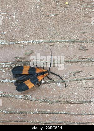 Reticulated Net-winged Beetle (Calopteron reticulatum) Insecta Stock ...