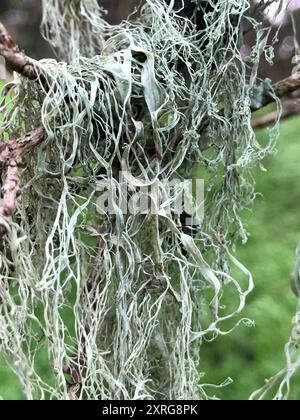 lace lichen (Ramalina menziesii) Fungi Stock Photo - Alamy