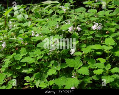 (Matsumurella tuberifera) Plantae Stock Photo - Alamy
