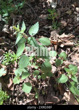 heartleaf nettle (Urtica chamaedryoides) Plantae Stock Photo - Alamy