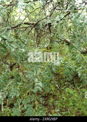 (Libidibia paraguariensis) Plantae Stock Photo - Alamy