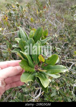 Toyon (Heteromeles arbutifolia) Plantae Stock Photo - Alamy