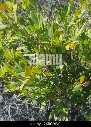 coastal beard-heath (Leucopogon parviflorus) Plantae Stock Photo - Alamy
