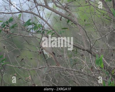 Ash-colored Cuckoo (Coccycua cinerea) Aves Stock Photo - Alamy