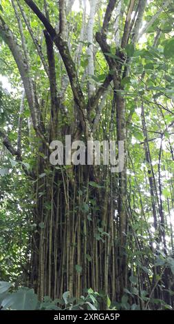 (Trichanthera gigantea) Plantae Stock Photo - Alamy