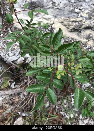 evergreen sumac (Rhus virens) Plantae Stock Photo - Alamy