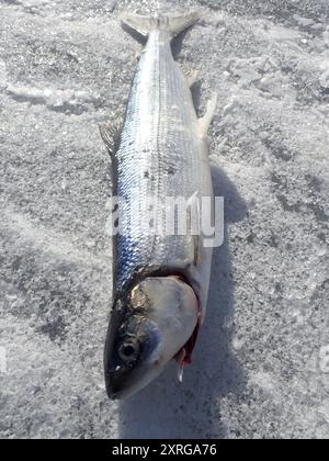 Cisco (Coregonus artedi) Actinopterygii Stock Photo - Alamy