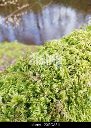 Larger Mouse-tail Moss (Isothecium alopecuroides) Plantae Stock Photo - Alamy