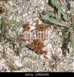 sand pygmyweed (Crassula connata) Plantae Stock Photo - Alamy