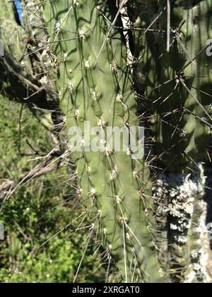 Toothpick Cactus (Stetsonia coryne) Plantae Stock Photo - Alamy