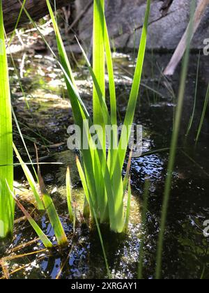 irisleaf rush (Juncus xiphioides), Plantae, Berkeley, CA 94708, USA ...