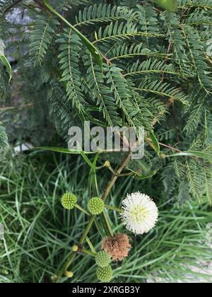 White leadtree (Leucaena leucocephala) Plantae Stock Photo - Alamy