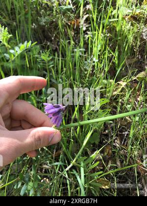 Blue Dicks (Dipterostemon capitatus), Plantae, Fort Ord National ...