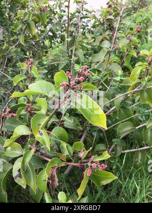 sugar bush (Rhus ovata) Plantae Stock Photo - Alamy