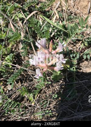 Ground-plum (Astragalus crassicarpus) Plantae Stock Photo - Alamy
