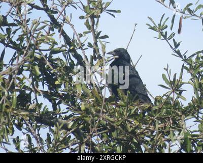 Chopí Blackbird (Gnorimopsar chopi) Aves Stock Photo - Alamy
